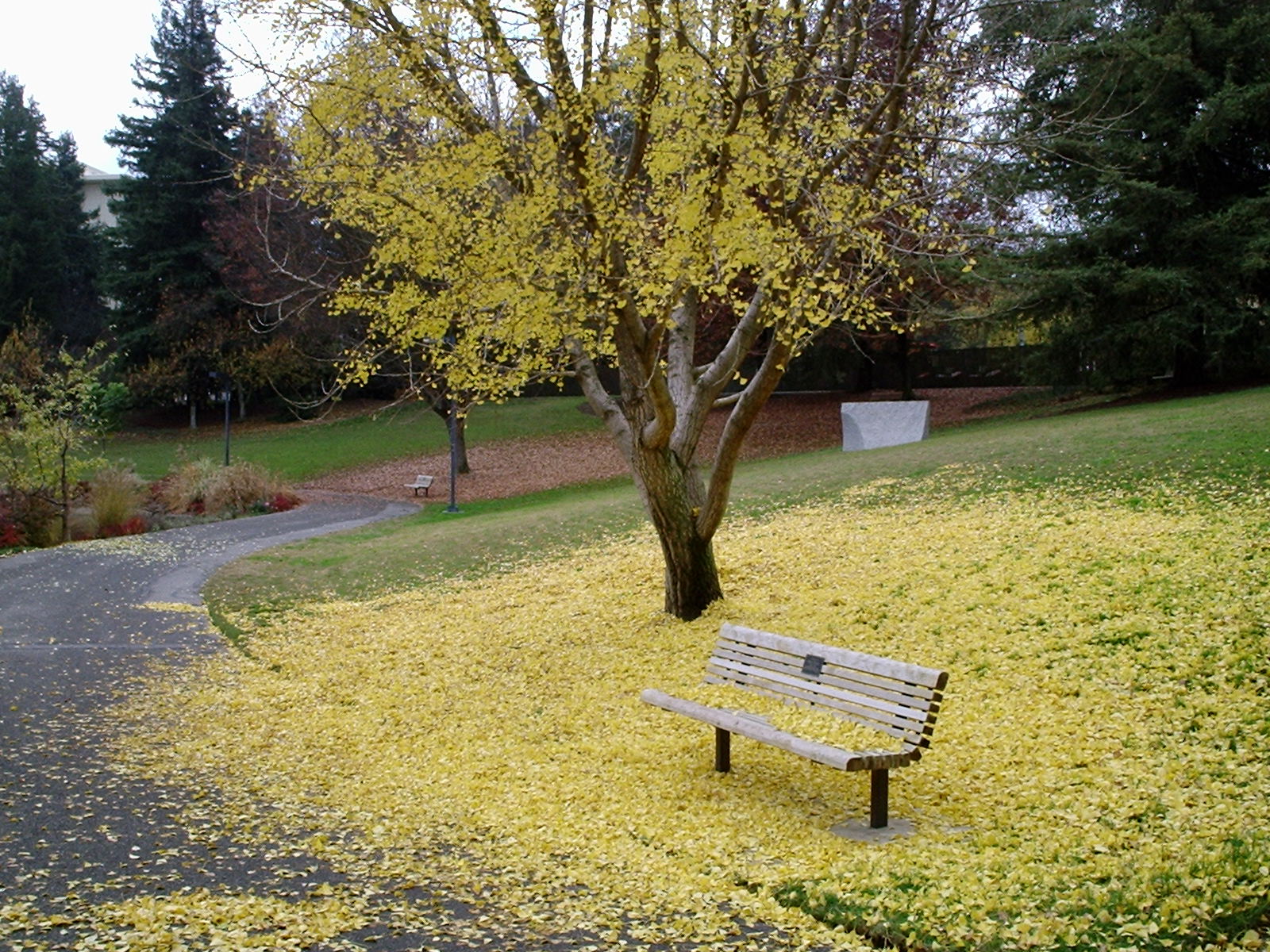 Index of /ivank/photos/Davis, California/