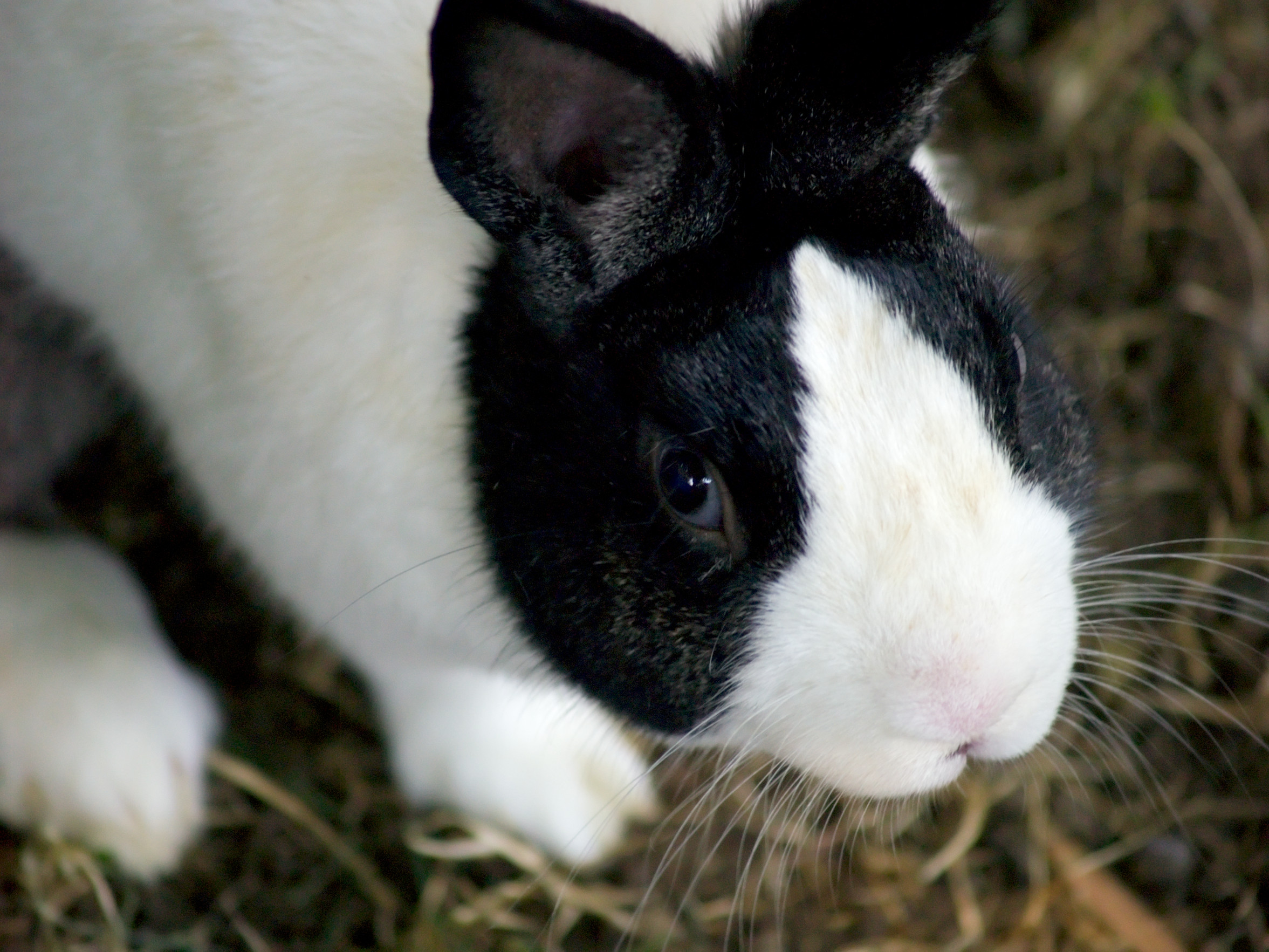 Rabbits, Turkey, Insects